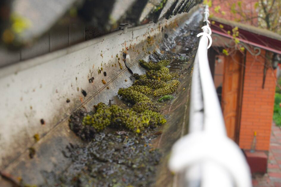 The Gutter Truth: Why Eavestrough Cleaning Matters | Bronson Johnson