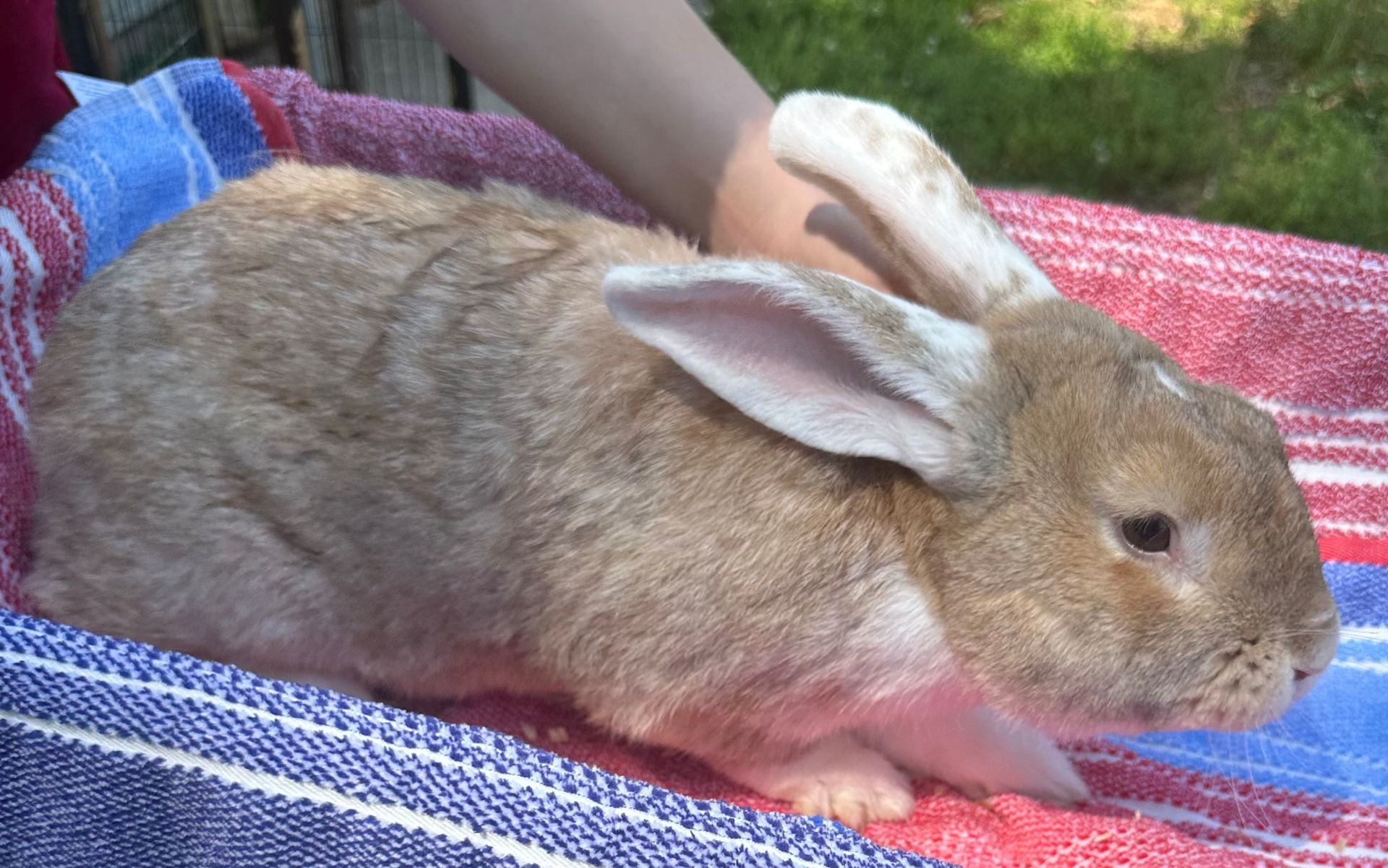 Rabbits near Cassville, Missouri - T&A Rabbitry and Farm