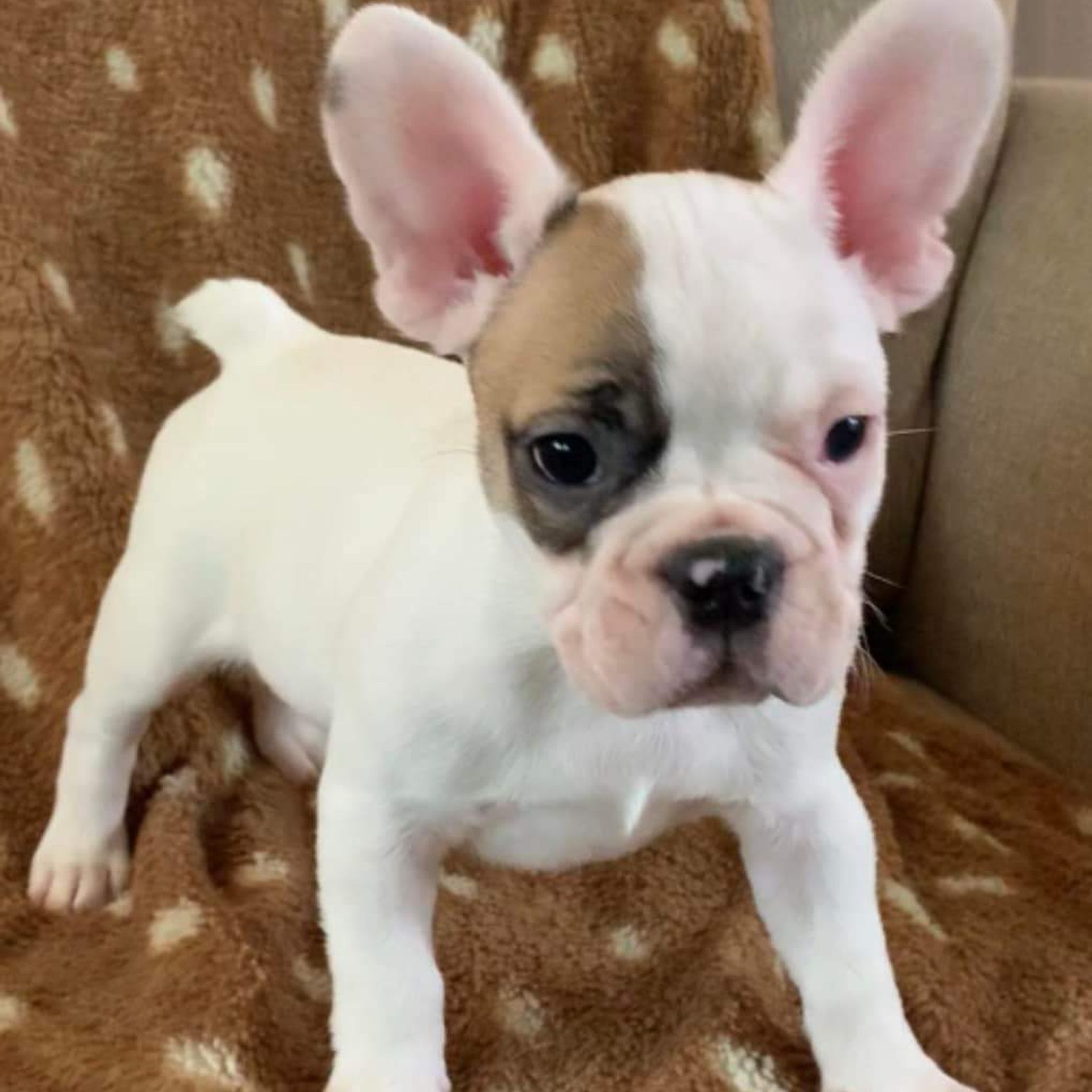 Dog Breeder near Sweetwater, TN - Sweetwater Frenchies