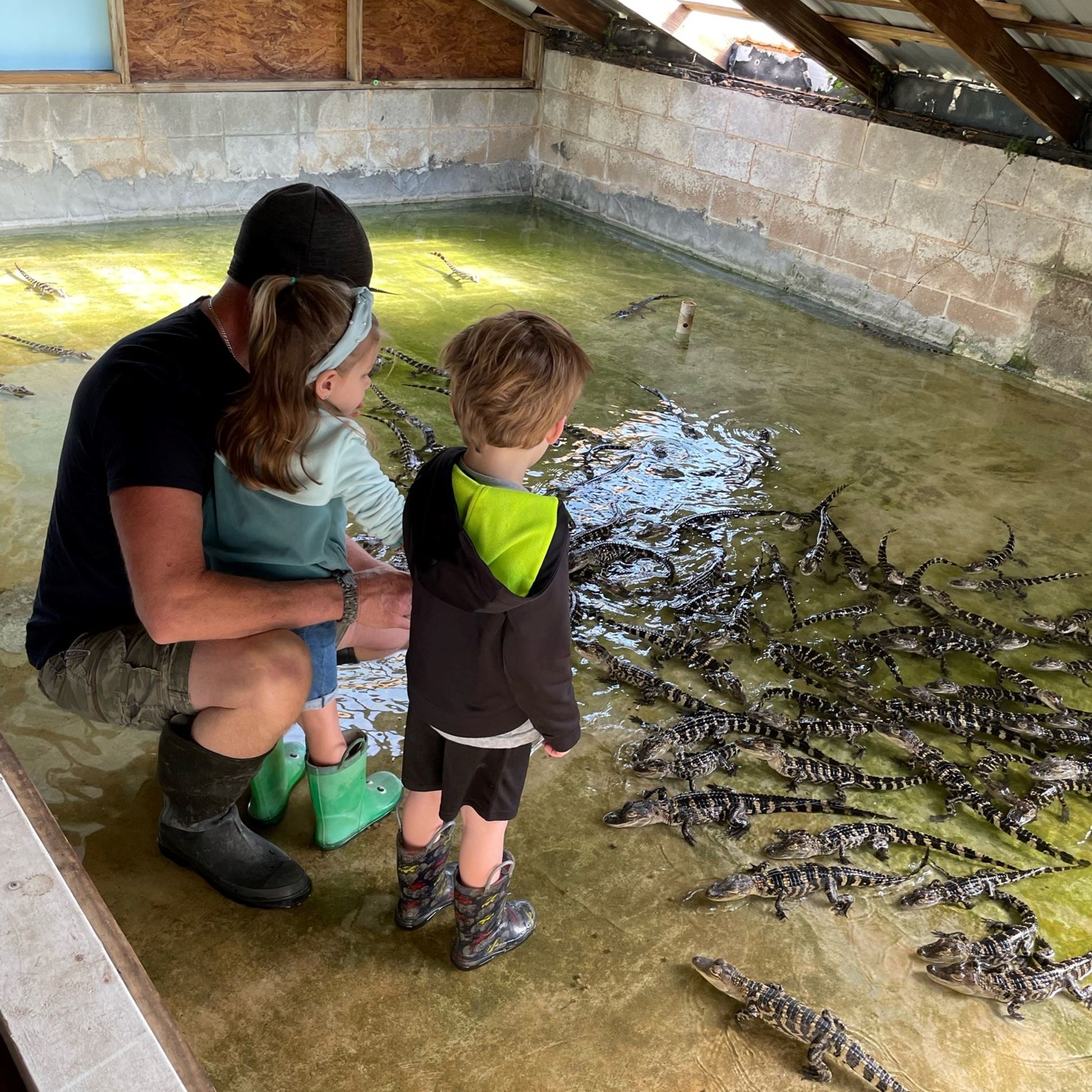 Orange Hill Gator Farm: Family Friendly Alligator Preserve Farm