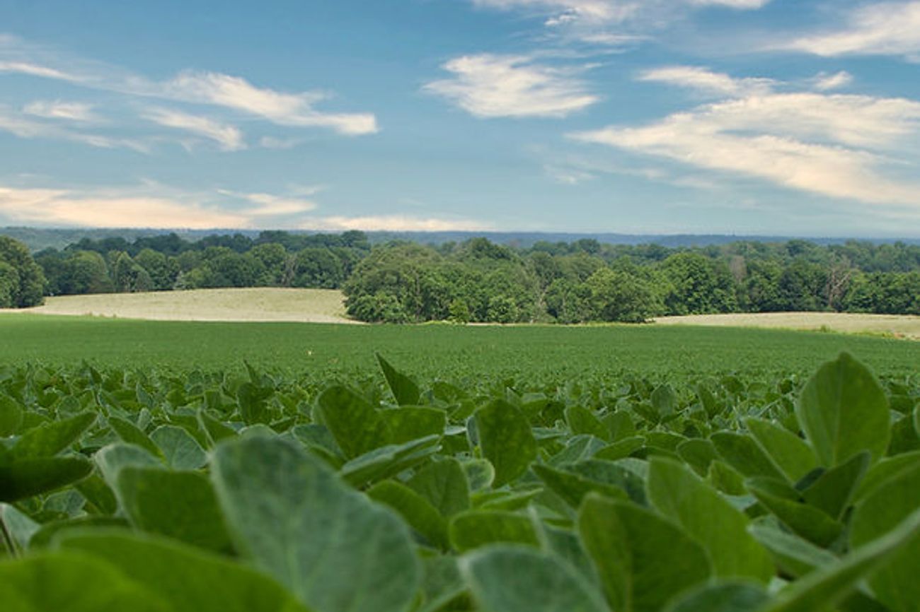 Performance Planting | Dairyland Seed