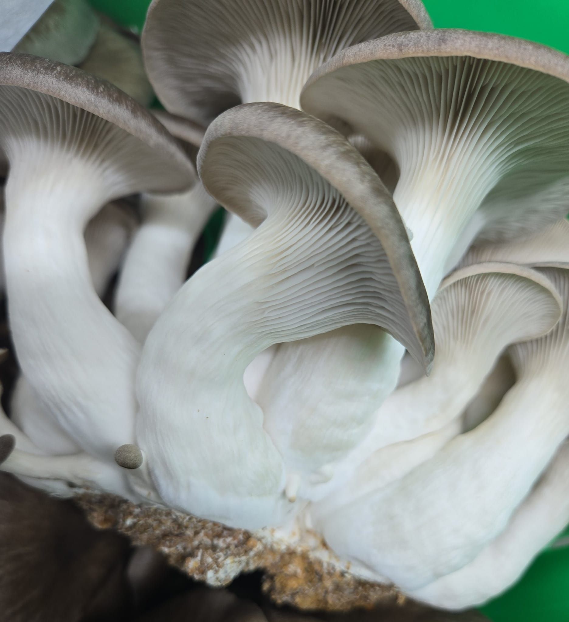 Fungi Meadows - Mushroom Farm near Logansport, IN
