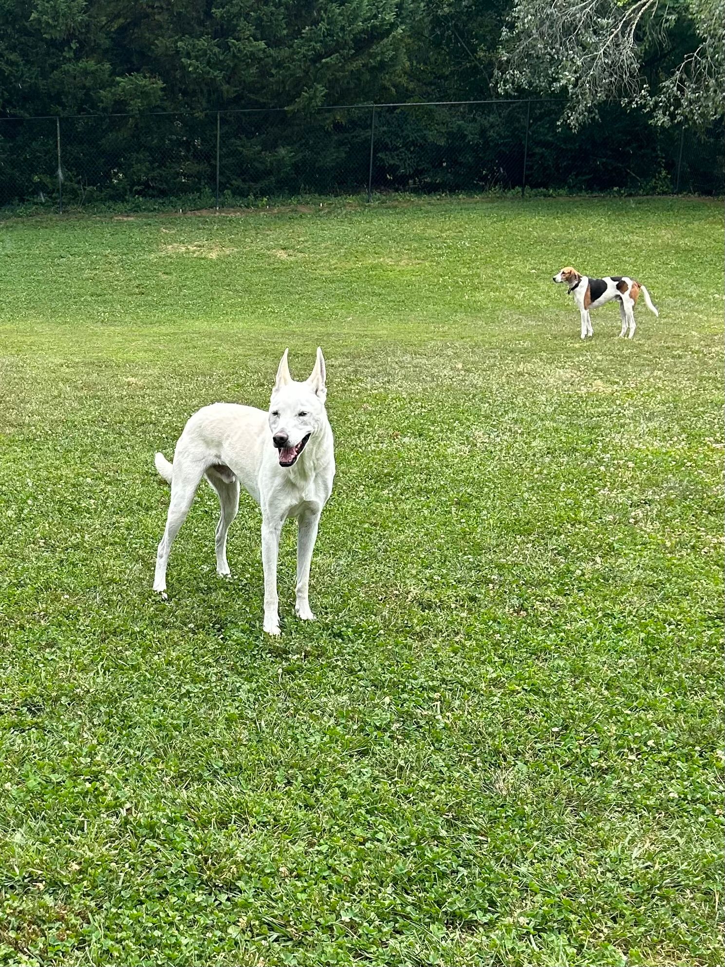 A Dogs Night Inn, Dog boarding for small to large dogs.