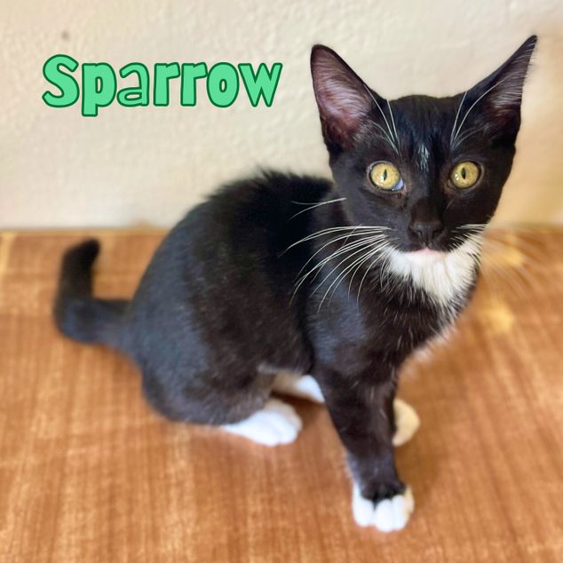 Homeless Animal Rescue Team