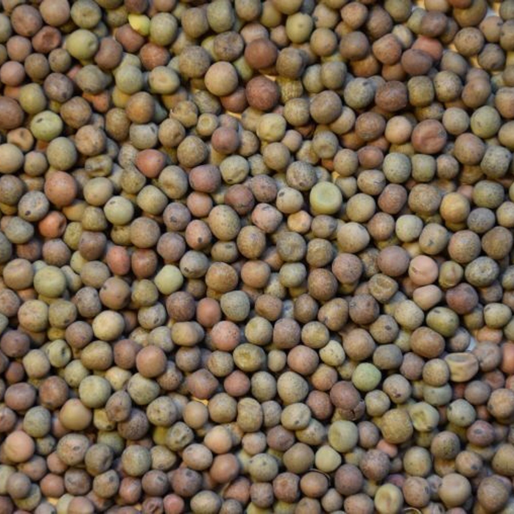 Forage Small Grains Seeds available at Eastern Colorado Seed - Forage ...