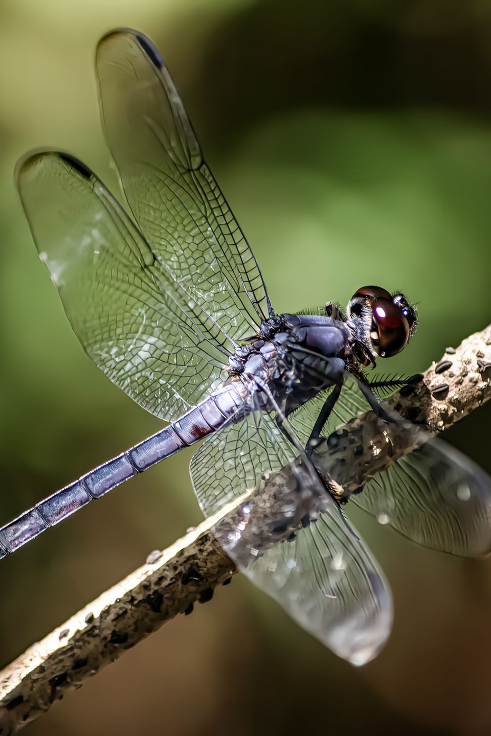 Professional Photographer Services| Dave DeAngelis Photographs, Ocala, FL