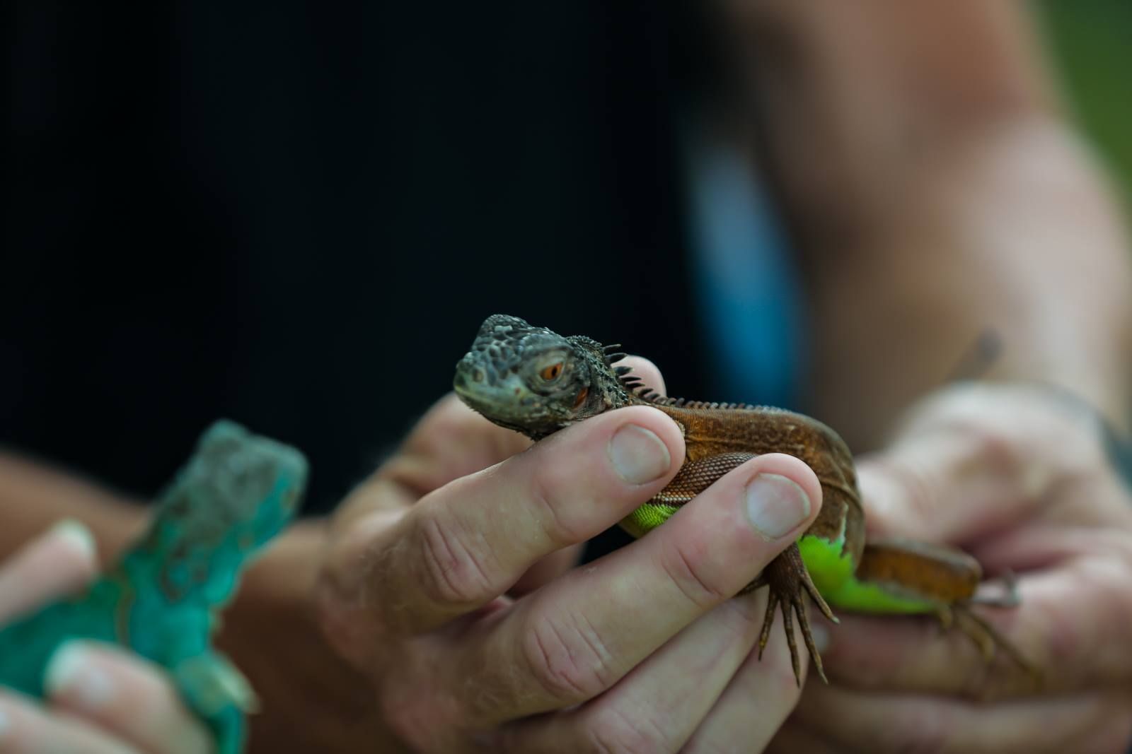 Panama City Beach Attractions For Kids & Family Fun| Orange Hill Gator Farm