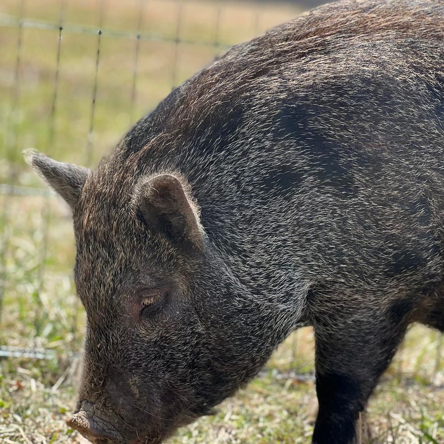 Crazy J Farm Mobile Petting Zoo