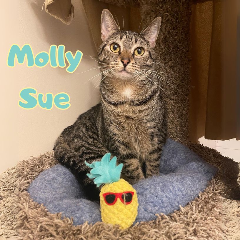 Homeless Animal Rescue Team