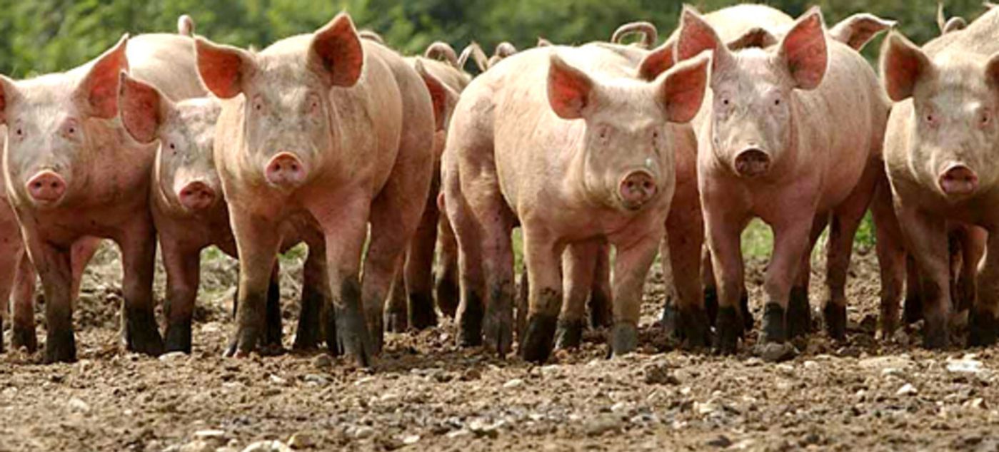 Pipestone Livestock Auction Market | Pipestone, Minnesota | Complete ...