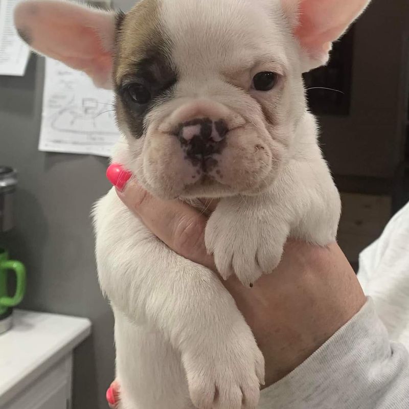 Dog Breeder near Sweetwater, TN - Sweetwater Frenchies
